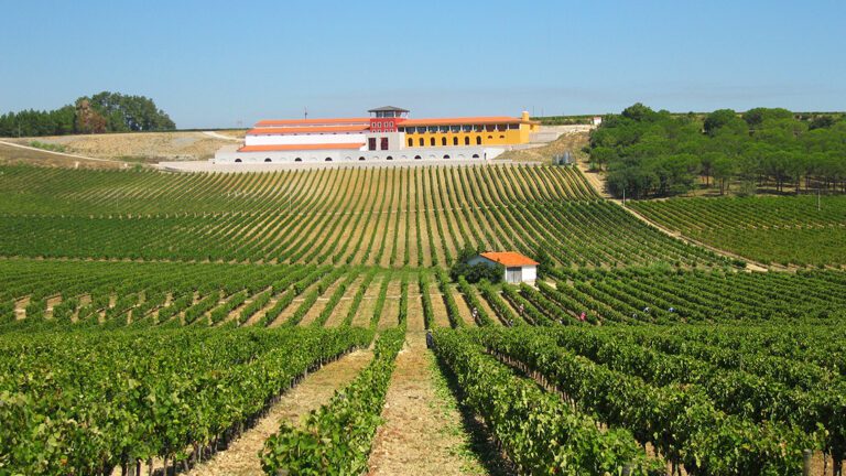 Bairrada incluída no Registo das Indicações Geográficas Protegidas ...